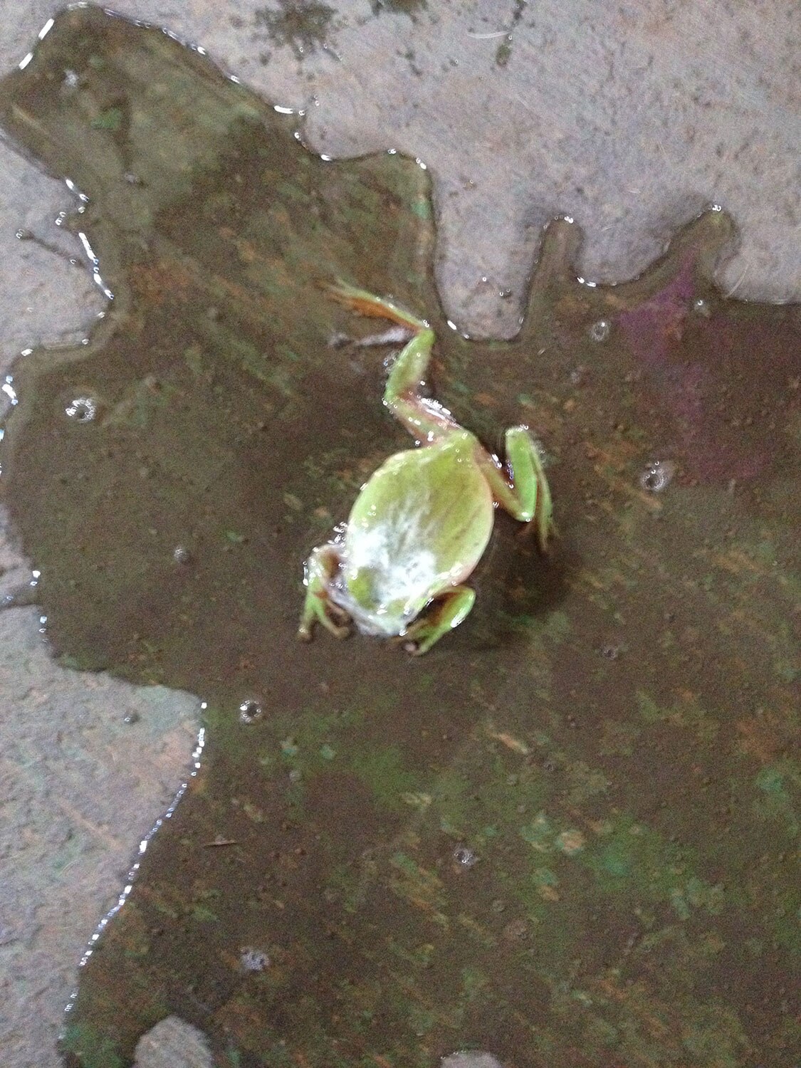 Green tree frog pulls off great snake escape, far north Queensland ...