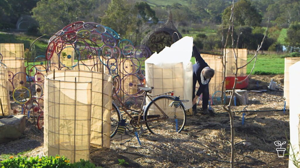 Citrus Tents - Gardening Australia