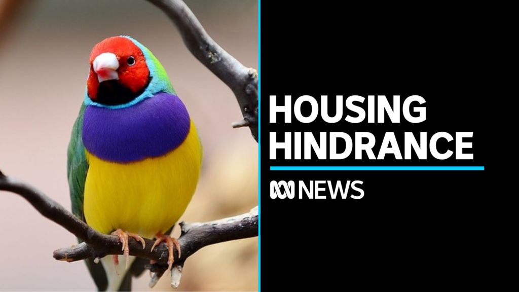 Birds - Topic - ABC News