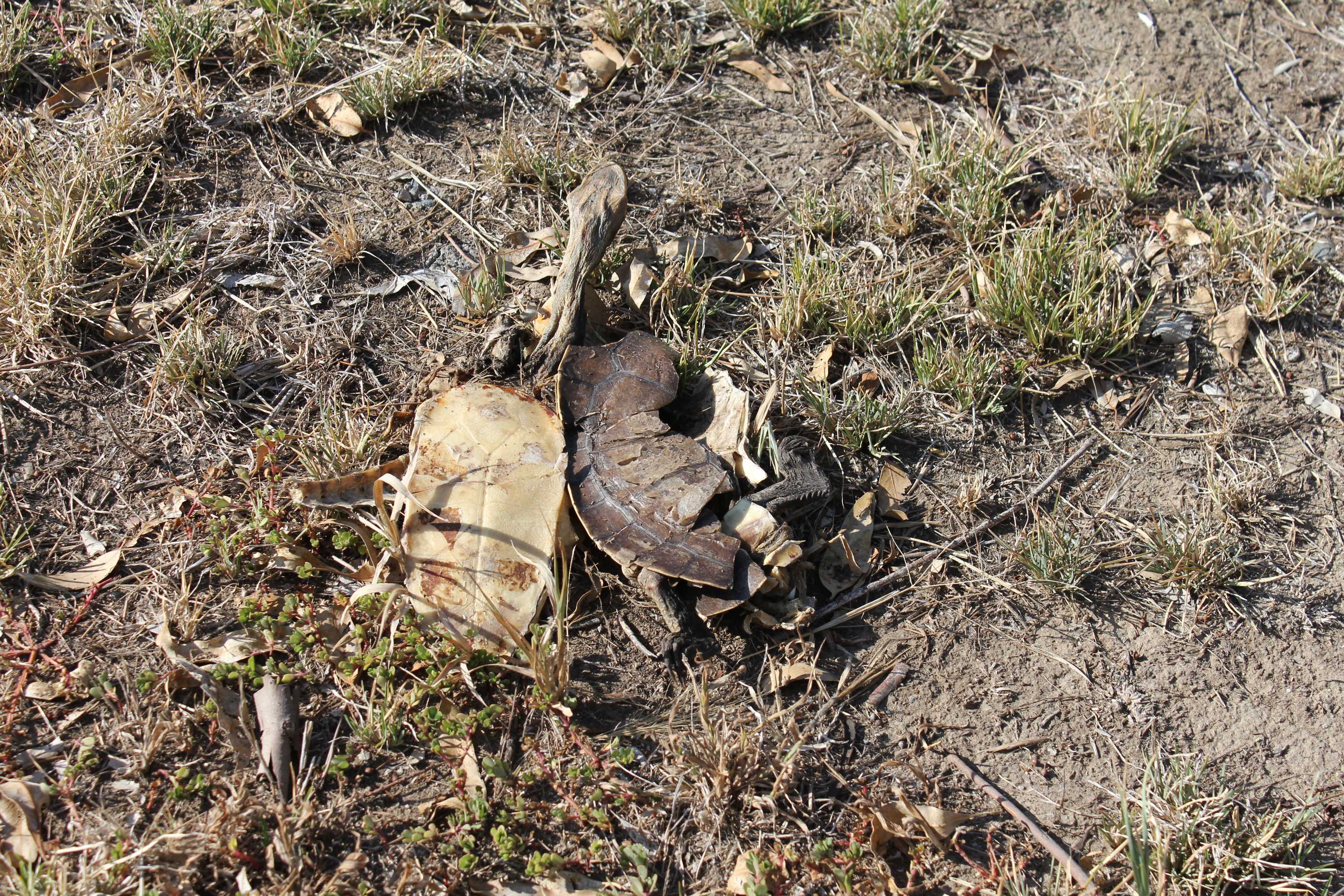 Dozens of turtles die following council works on lake - ABC News