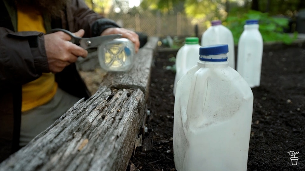 Top Tip | Milk Container Greenhouses - Gardening Australia