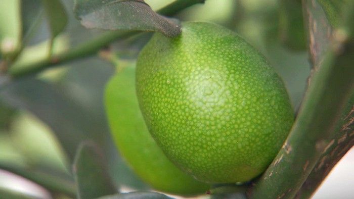 Native Citrus - Gardening Australia