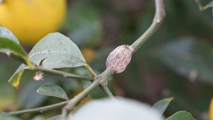 FAQs - Lumpy Lemon Tree | Indoor Herbs - Gardening Australia