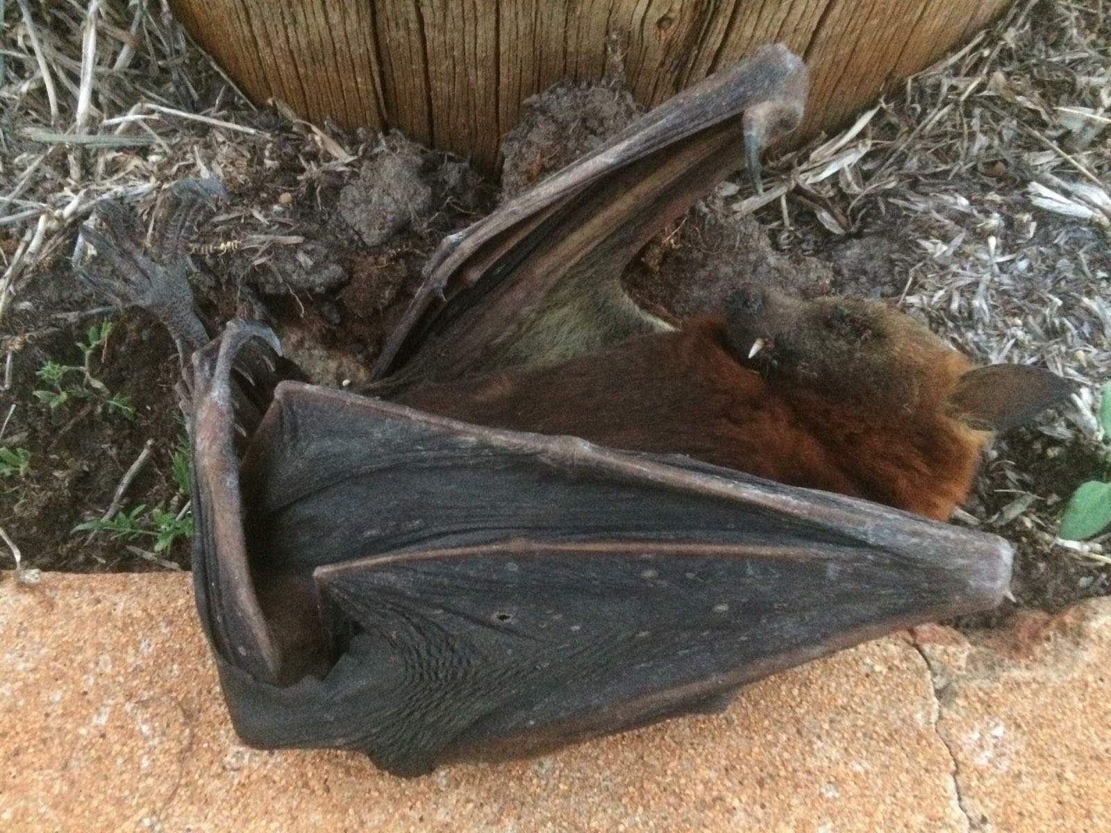 'Plague' of bats wreaks havoc in Charters Towers - ABC News