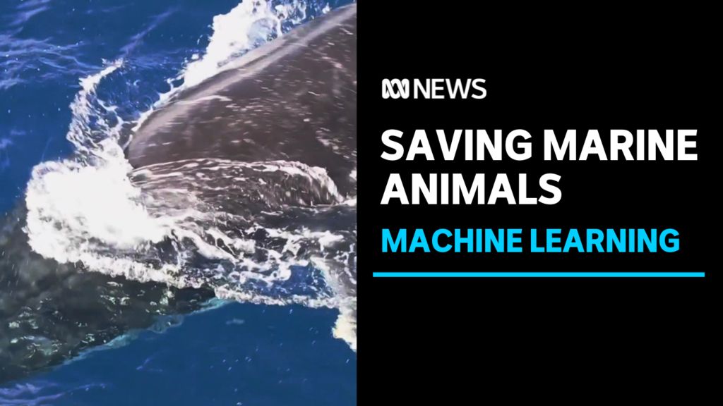 AI used to save ocean’s endangered animals - ABC News