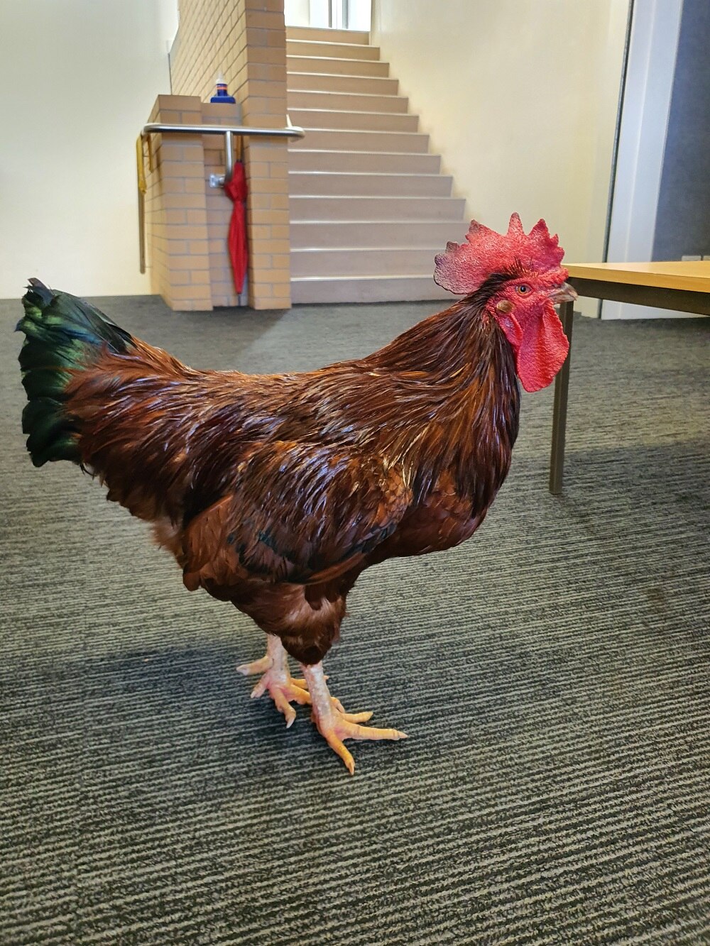 Looking for a new pet? How about a rooster? - ABC listen