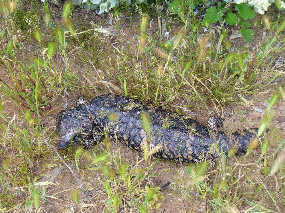 Lizard evolution under microscope as scientists investigate if ticks ...