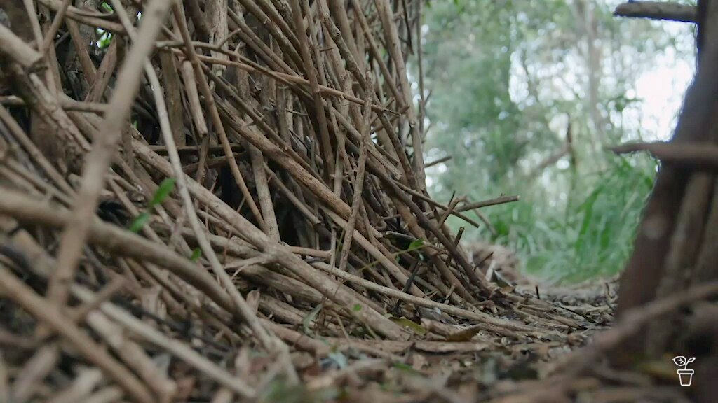 Birdwing Butterfly Vine - Gardening Australia
