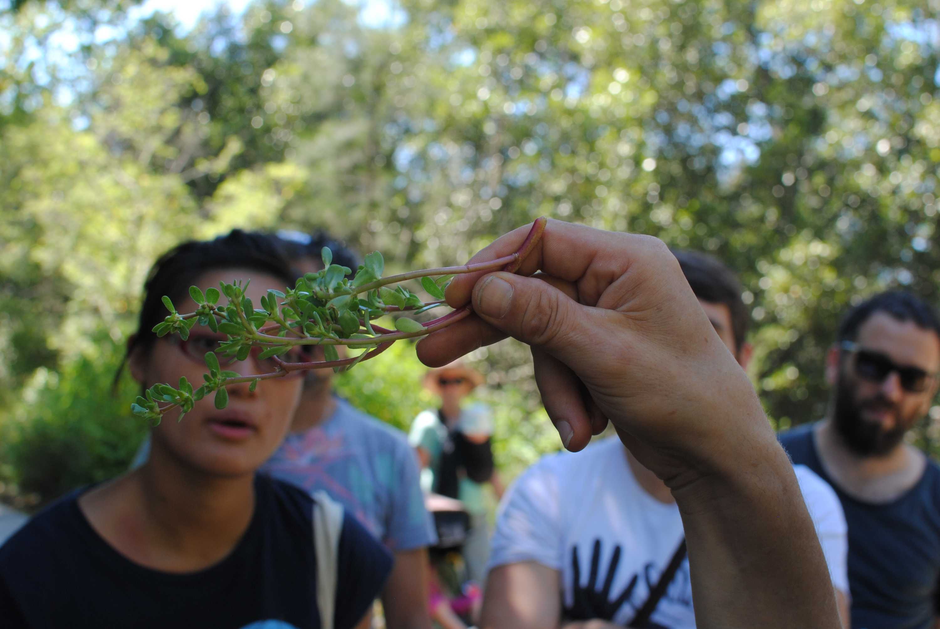 Can you eat that? Foraging for weeds and other roadside treats - triple j