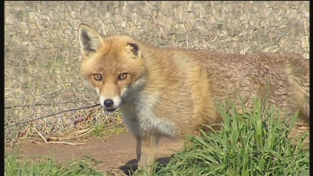 Fox fight gets more funds - ABC News