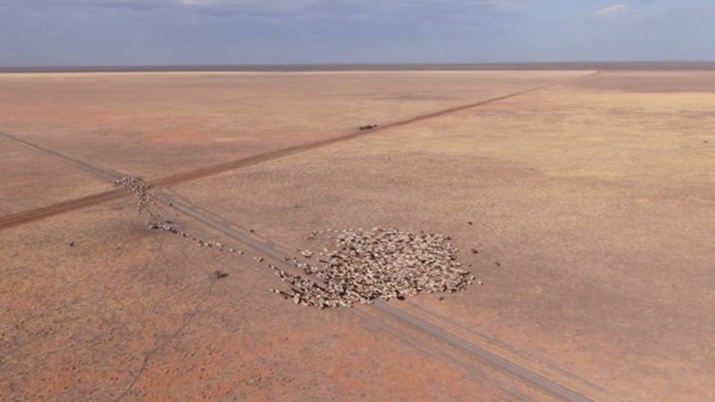 ABC Rural - ABC News