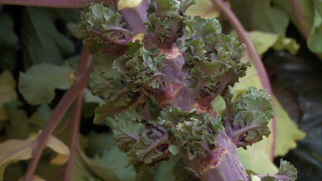 Kalette: A vegetable grower takes sprouts to the next level - ABC News