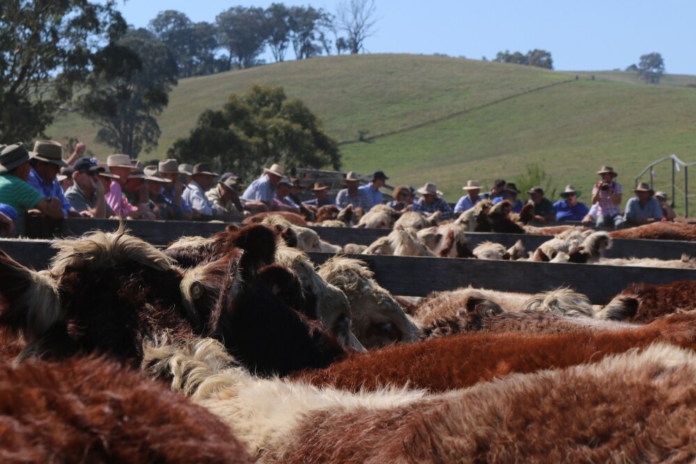 Staggering cows collapse at saleyards in eastern Victoria - ABC News