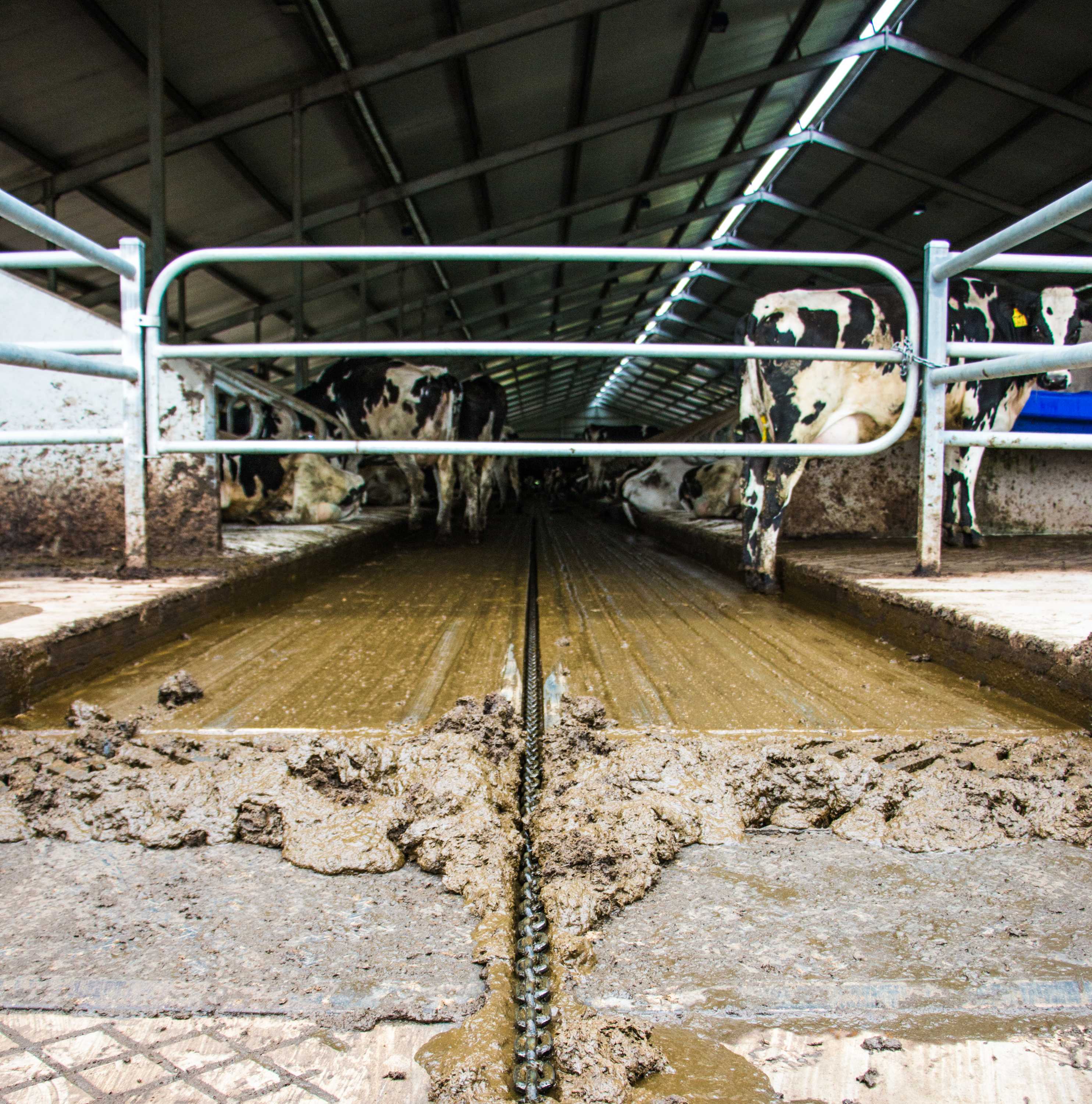 Cow poo power technology from mining company sees dairy farm heading ...