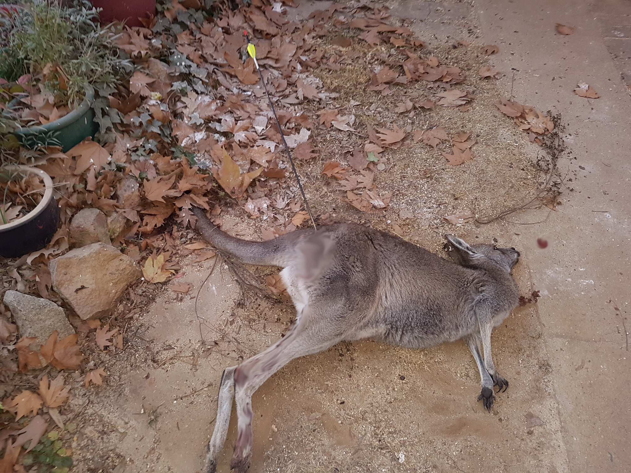 Kangaroo and joey euthanased after mum found shot with arrow in ...