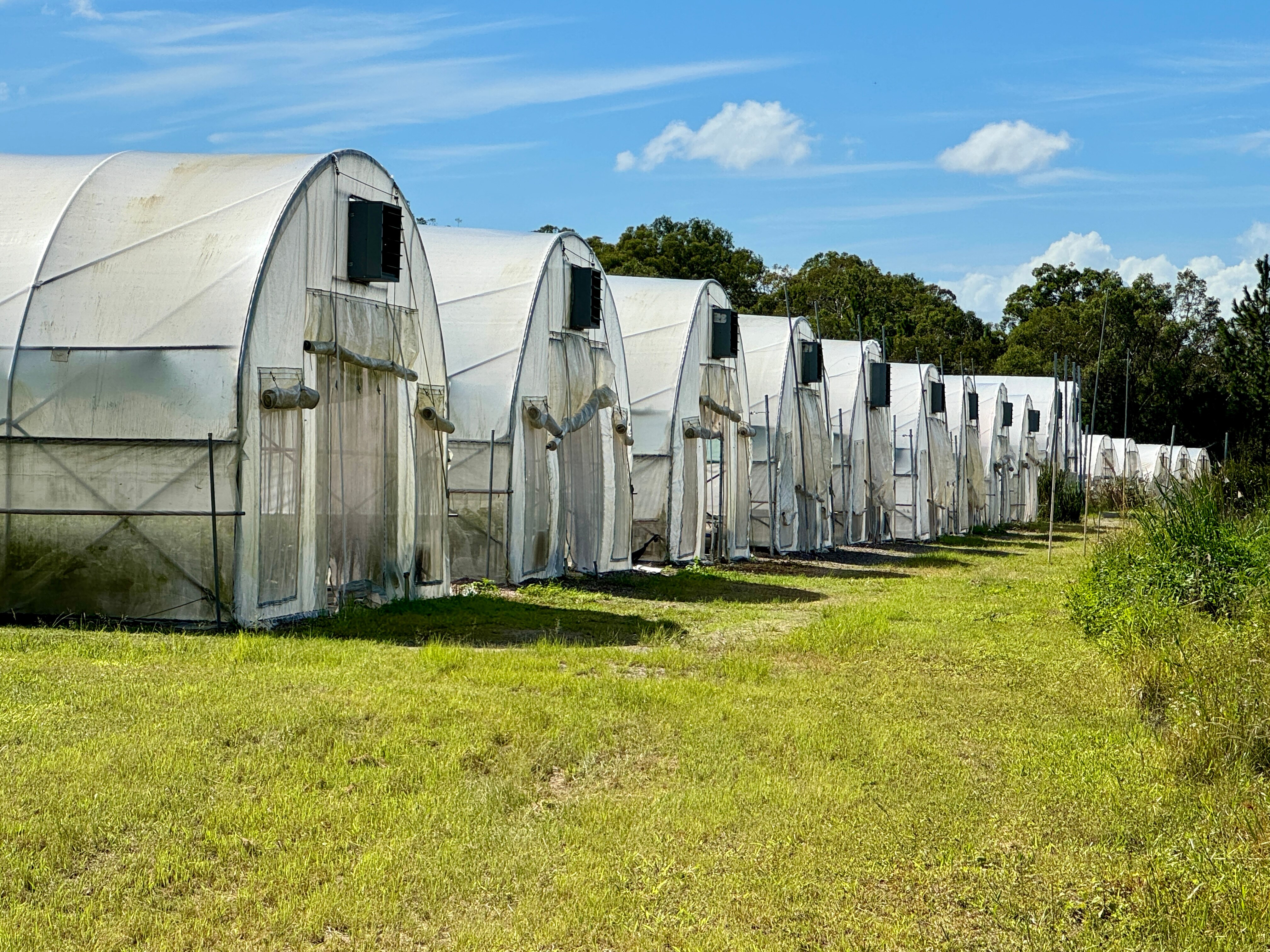 Strawberry farmers using billions of tiny, blind, predatory mites as ...