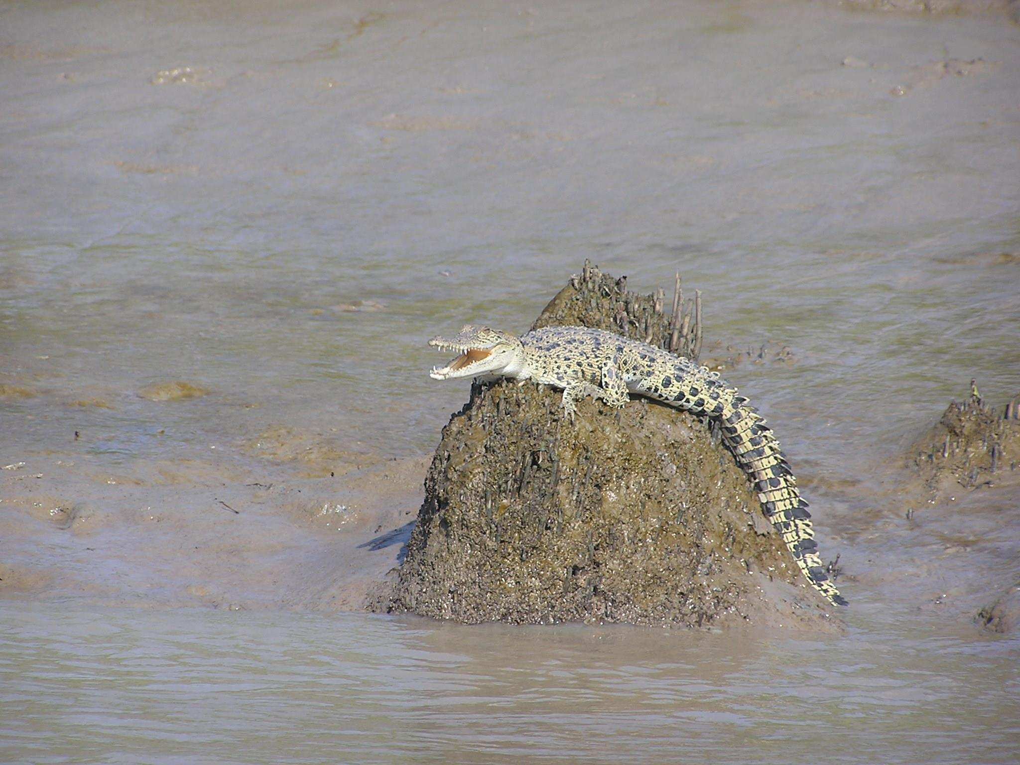 Brutus Crocodile Snopes