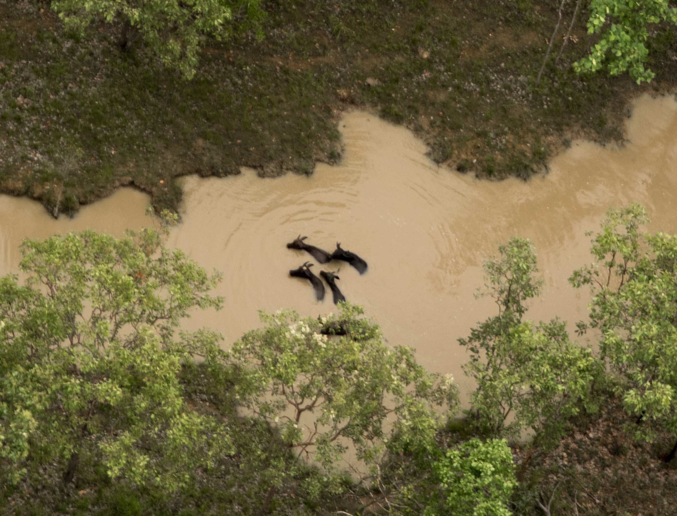 Thousands of wild horses, donkeys, buffalo and pigs shot in Kakadu cull ...