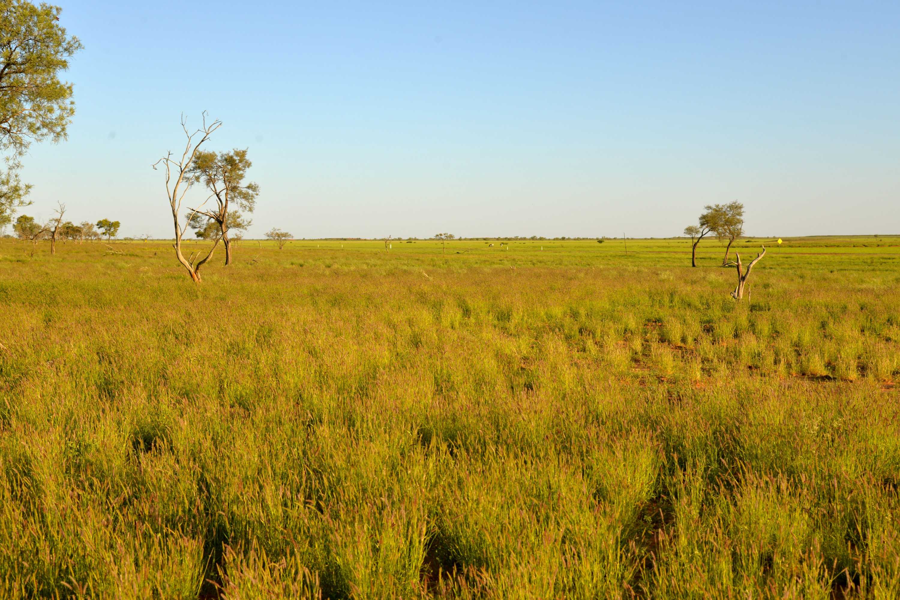 Channel Country desperate for major flood to rejuvenate land after four ...