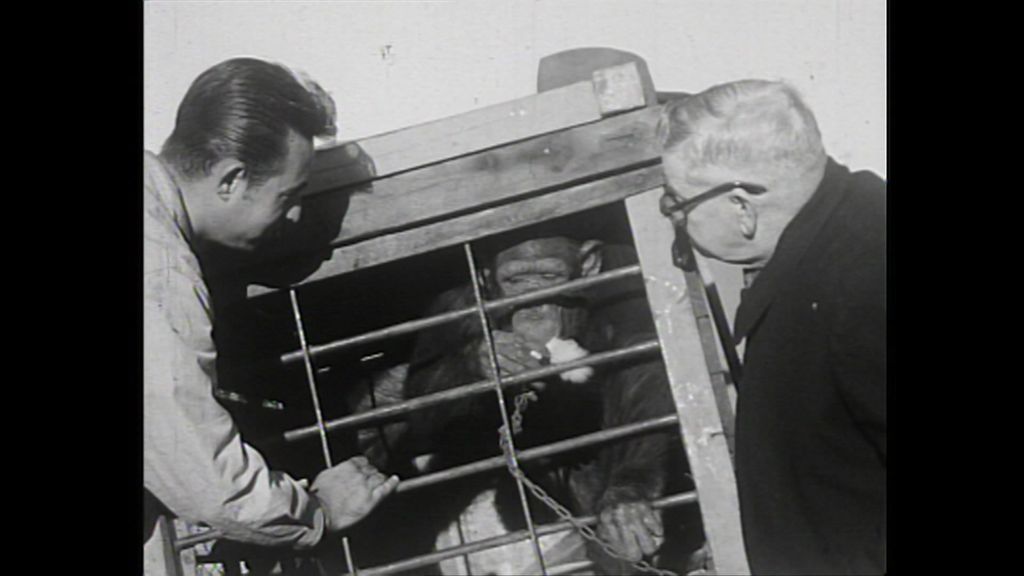 Rare footage shows rescue of Hollywood’s Jimmy the…
