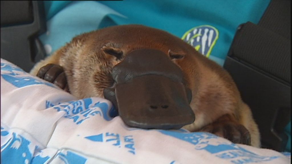 Up close and personal with platypus - ABC News