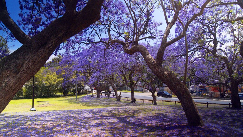 The story behind the jacarandas in Sydney's south - ABC News