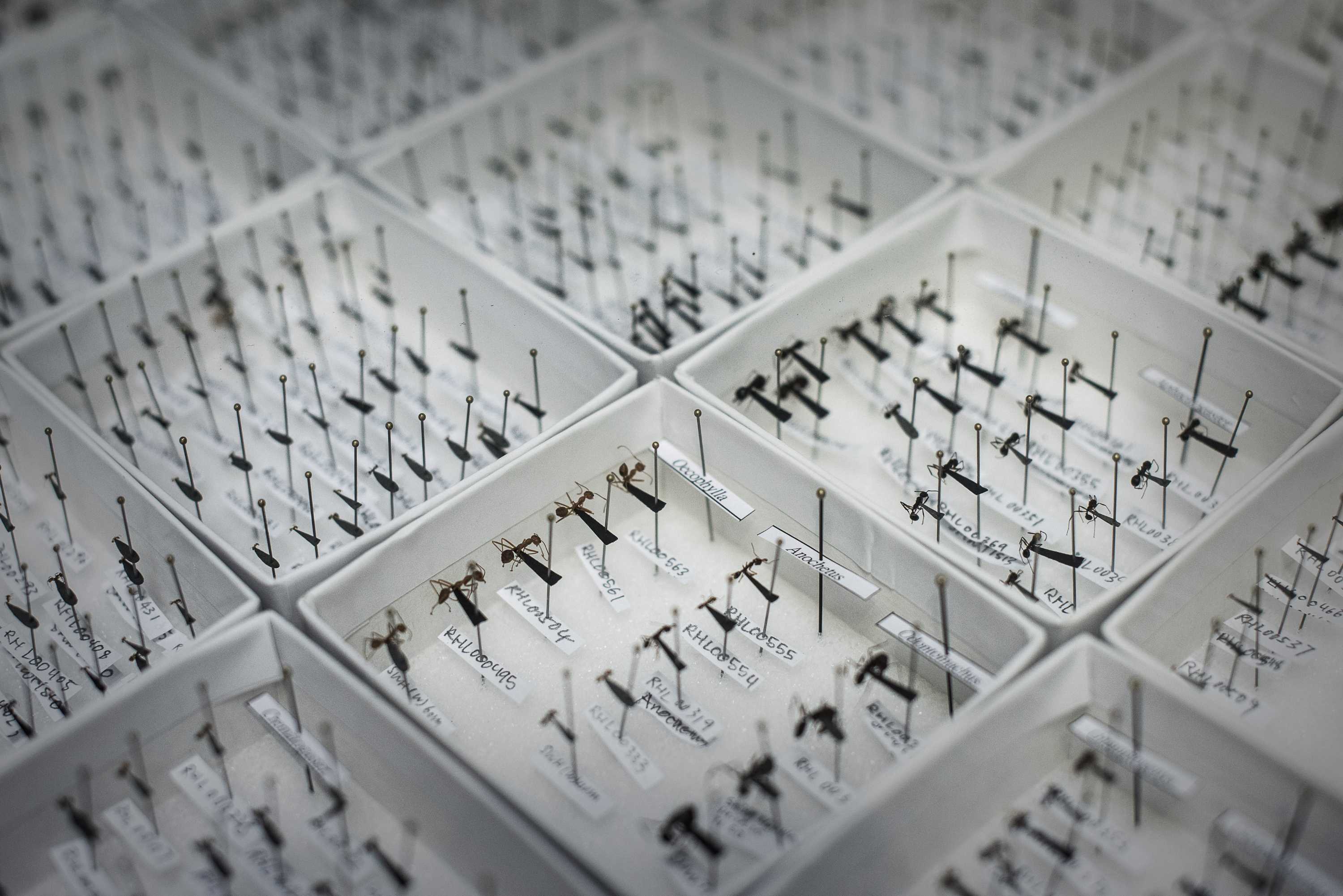 World's first ant map launched in Hong Kong to better understand insect ...