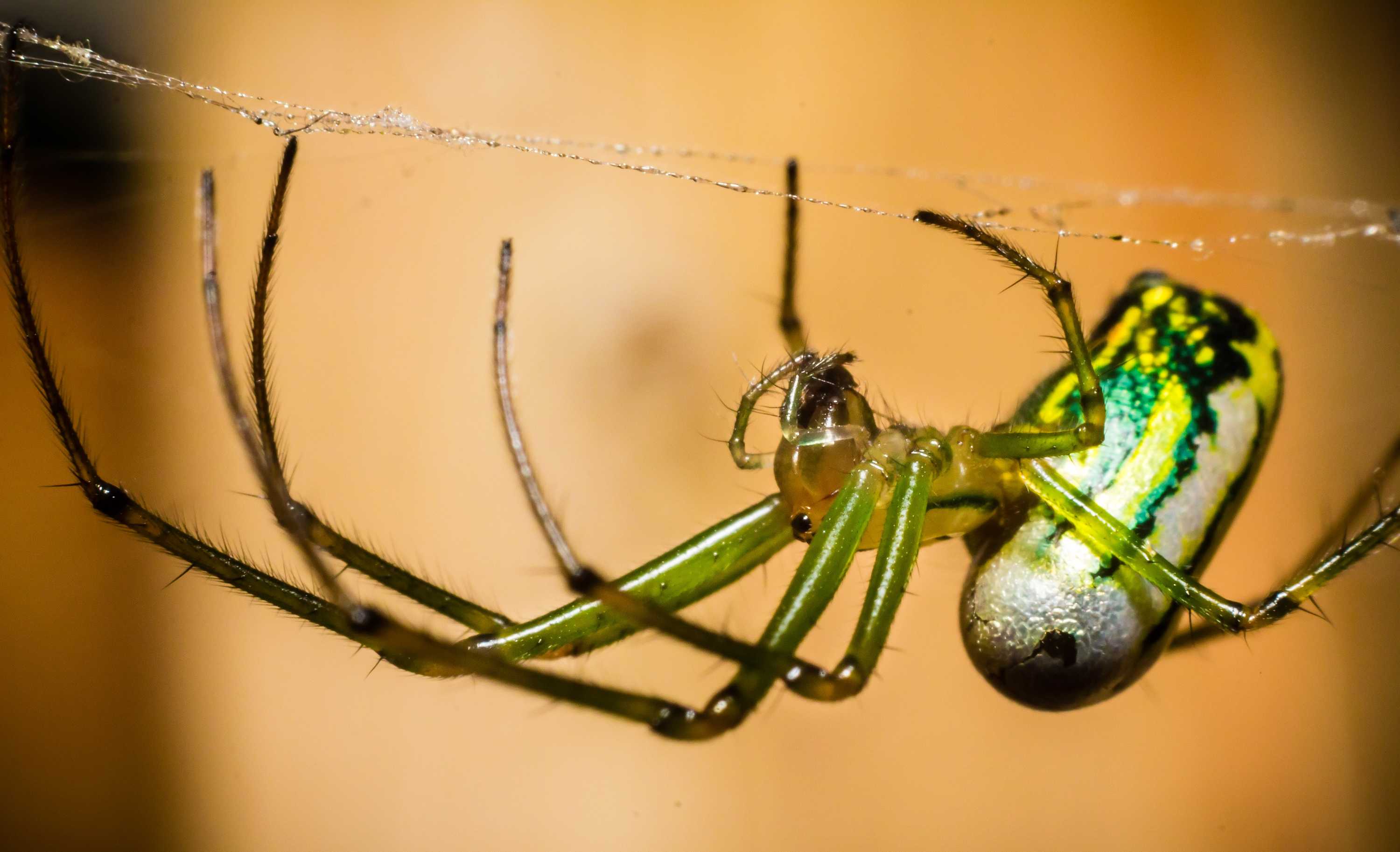 The Secret Life of Spiders - ABC listen