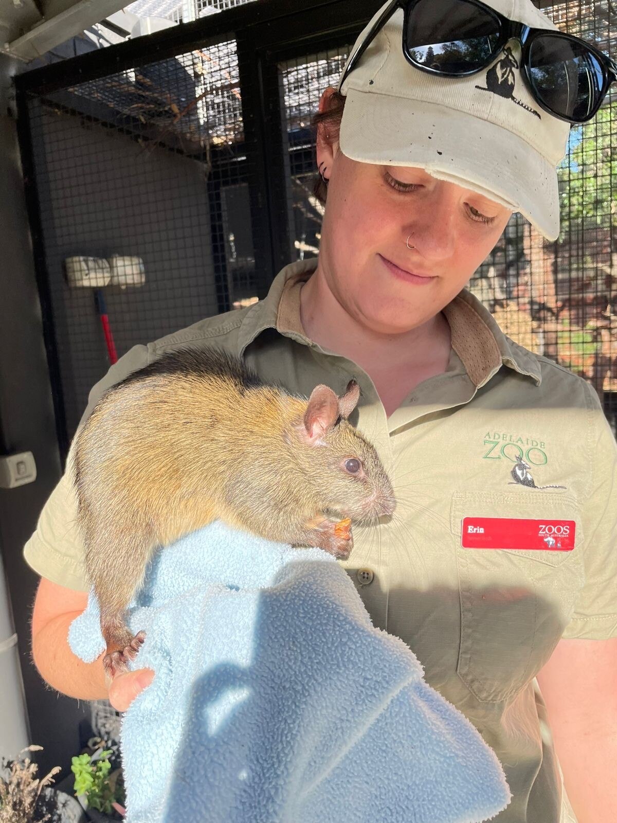Adelaide Zoo welcomes Beatrix the native rat from the NT - ABC listen