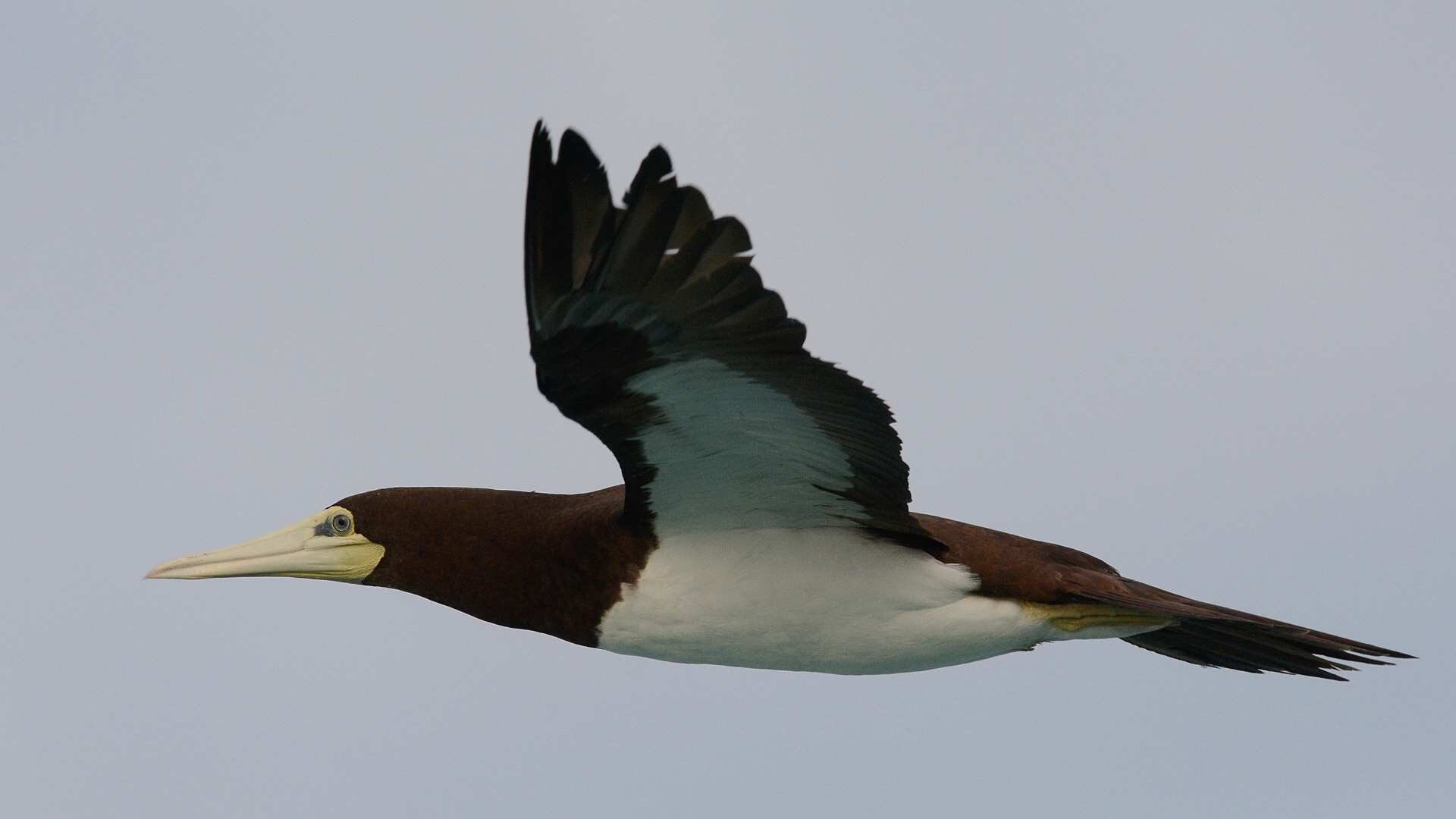 CSIRO's Investigator voyages through Coral Sea to map seafloor and ...