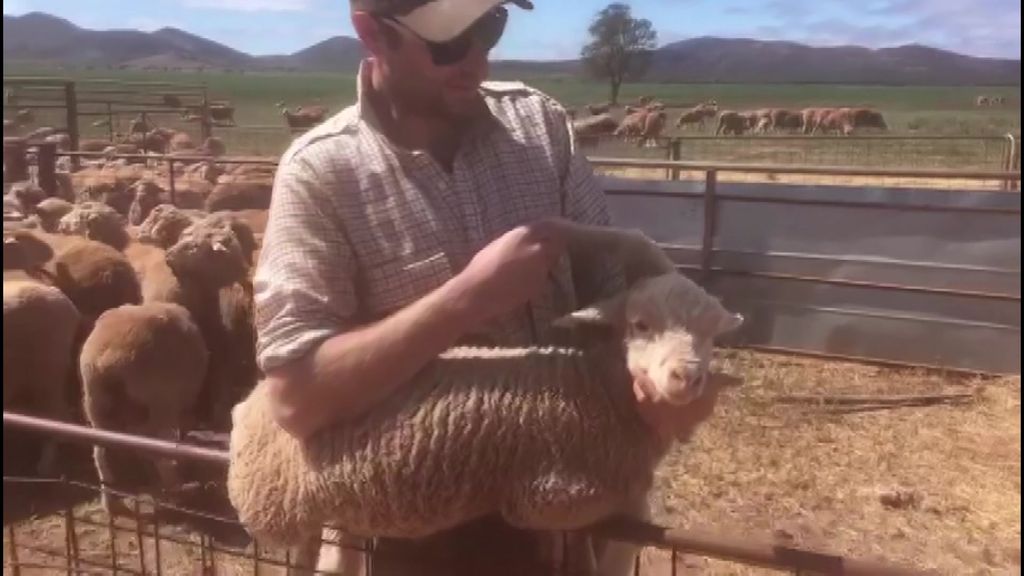 Daniel Keane - ABC News