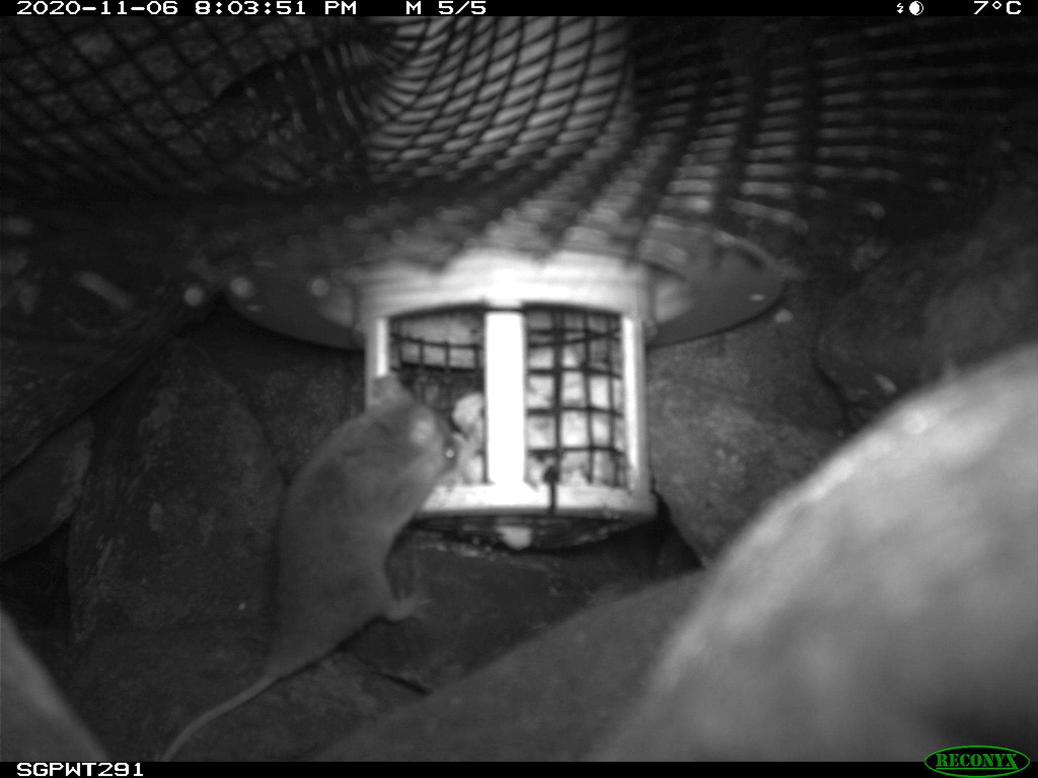 Mountain pygmy possum feeding on bogong biscuit - ABC News