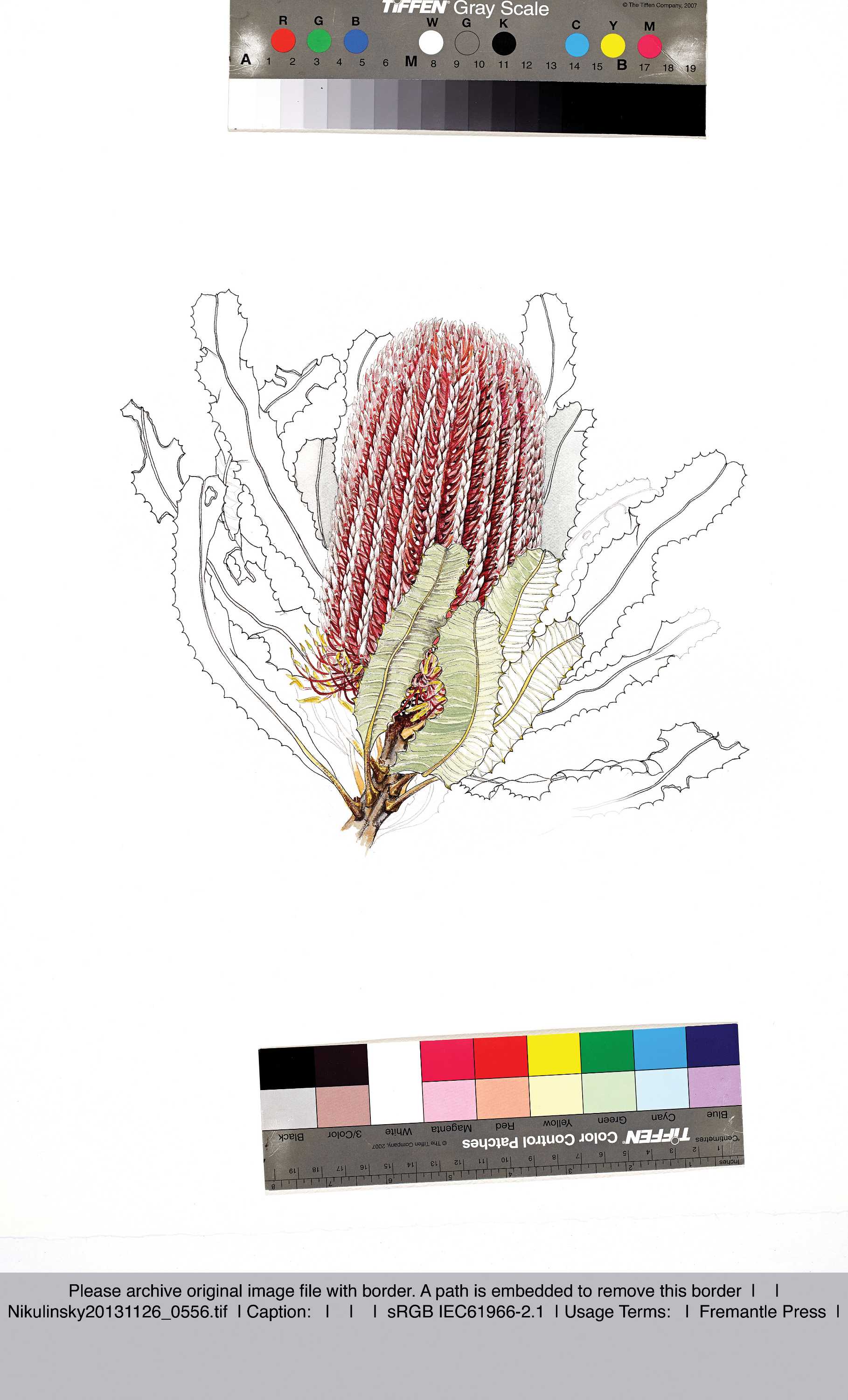 Botanical artist Philippa Nikulinsky - ABC Radio National