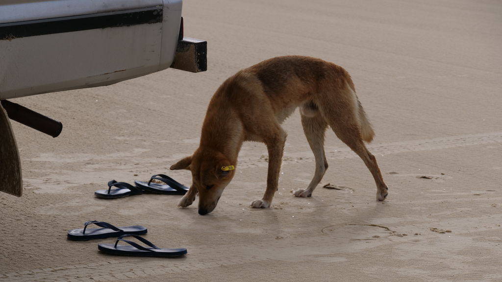 French Tourist who gained unexpected attention after being bitten by a ...
