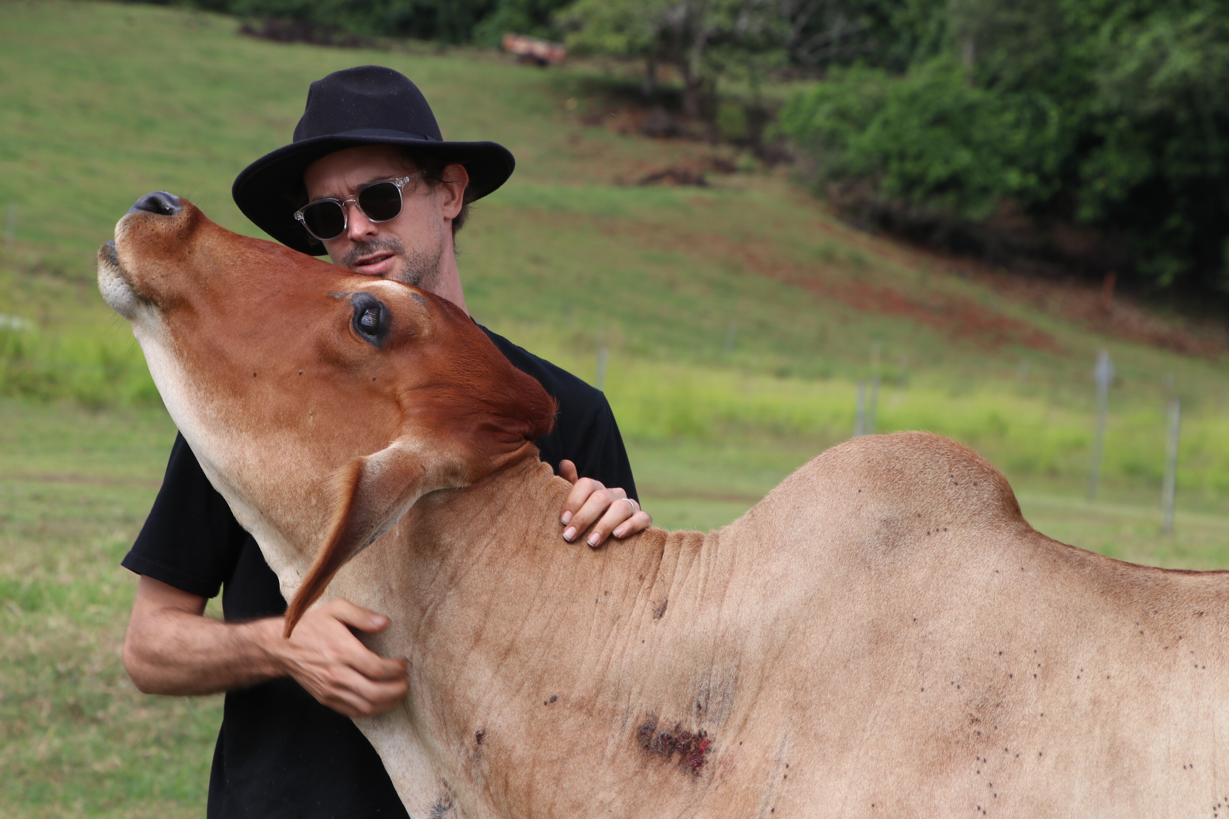 How hugging a cow in the Goldsborough Valley may be good for your ...