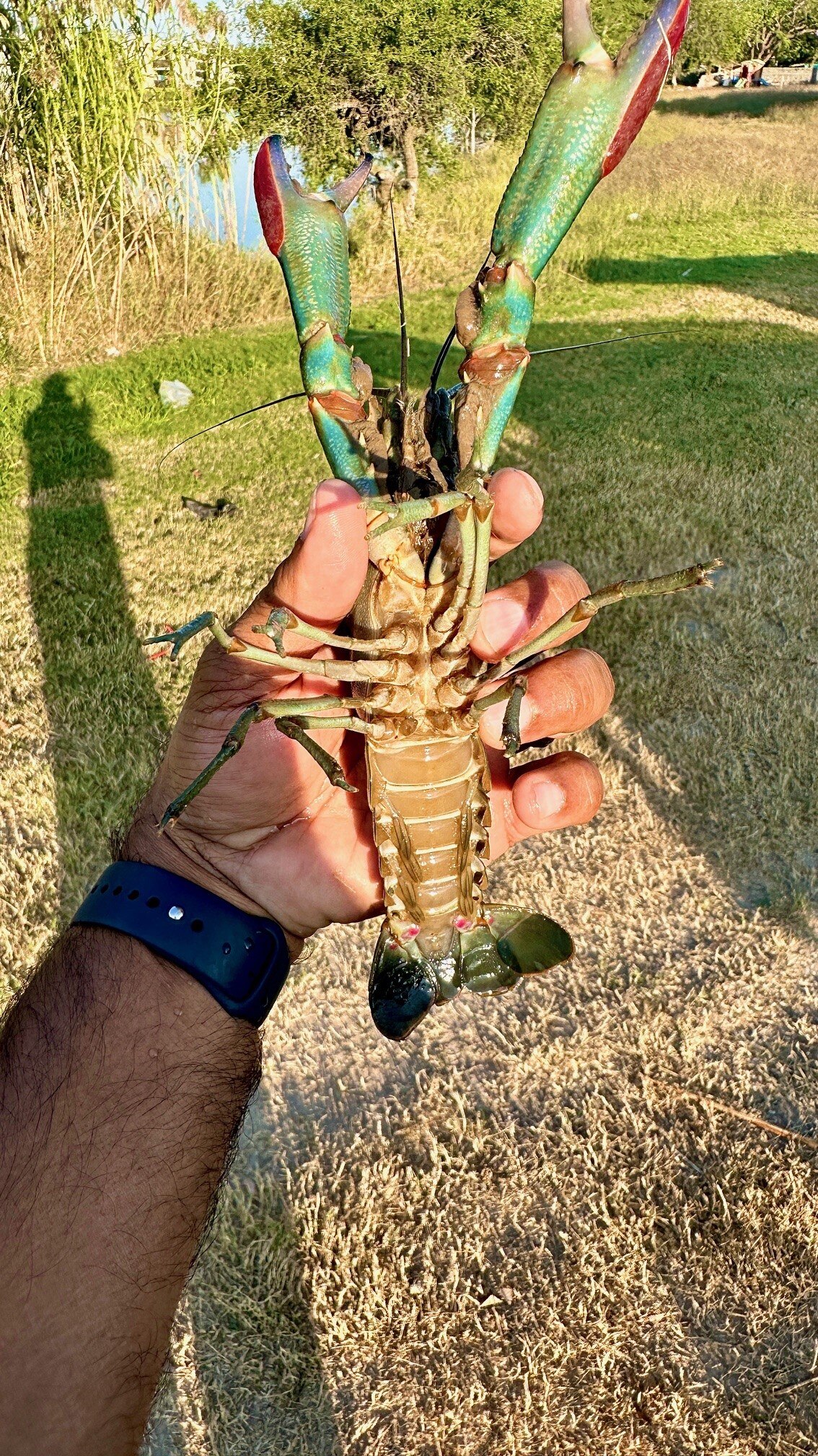 Australian native species go feral in USA as redclaw crayfish invade ...