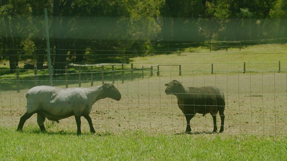 Rogue unshorn ram 'Rambo' finds new home with Capel animal lover Marc ...