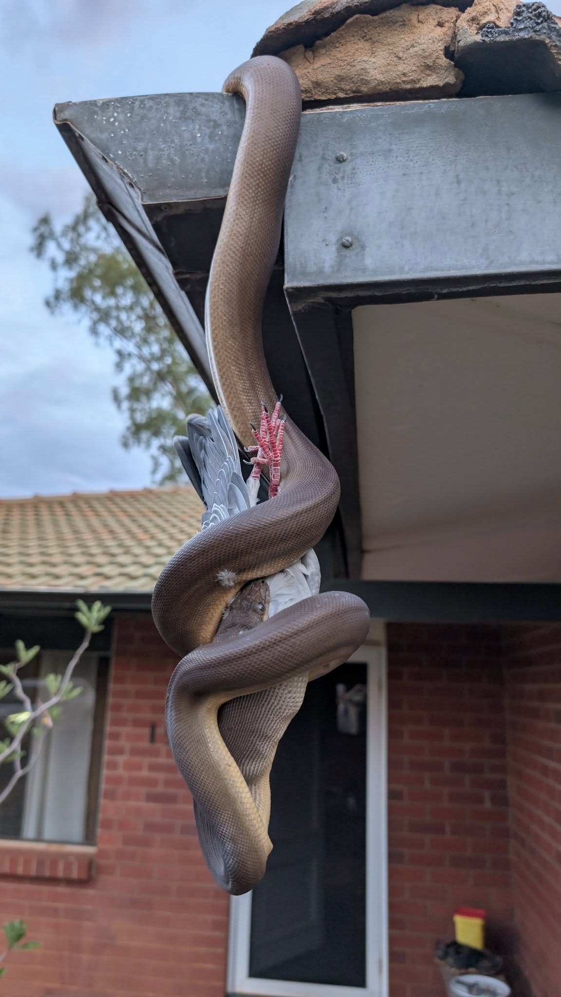 Pilbara snake handler's video shows olive python eating whole pigeon ...