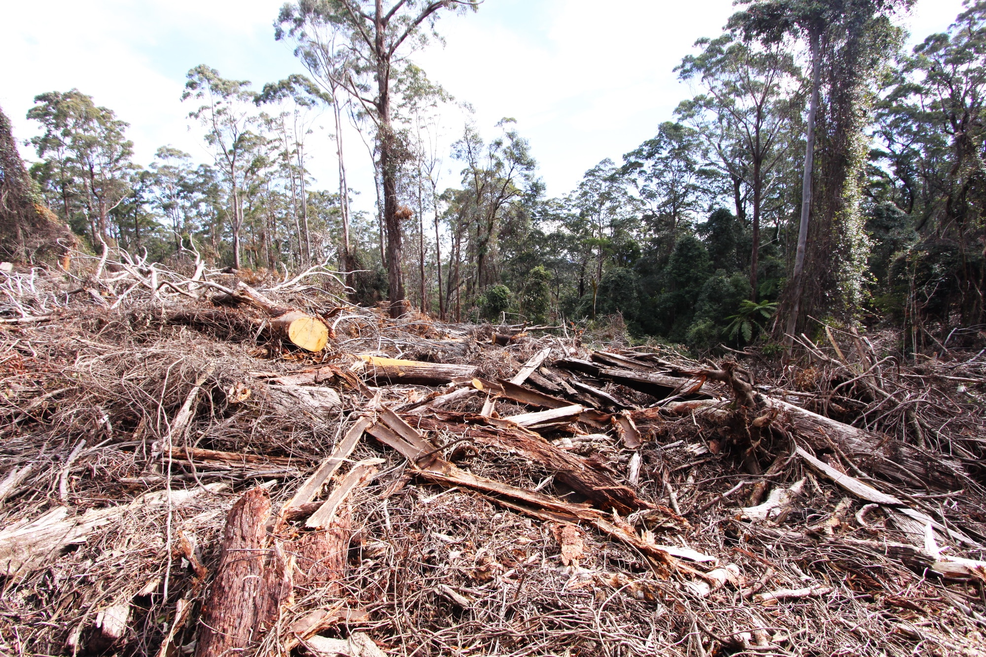 'Loss-making' native forest logging on the NSW North Coast may be ...