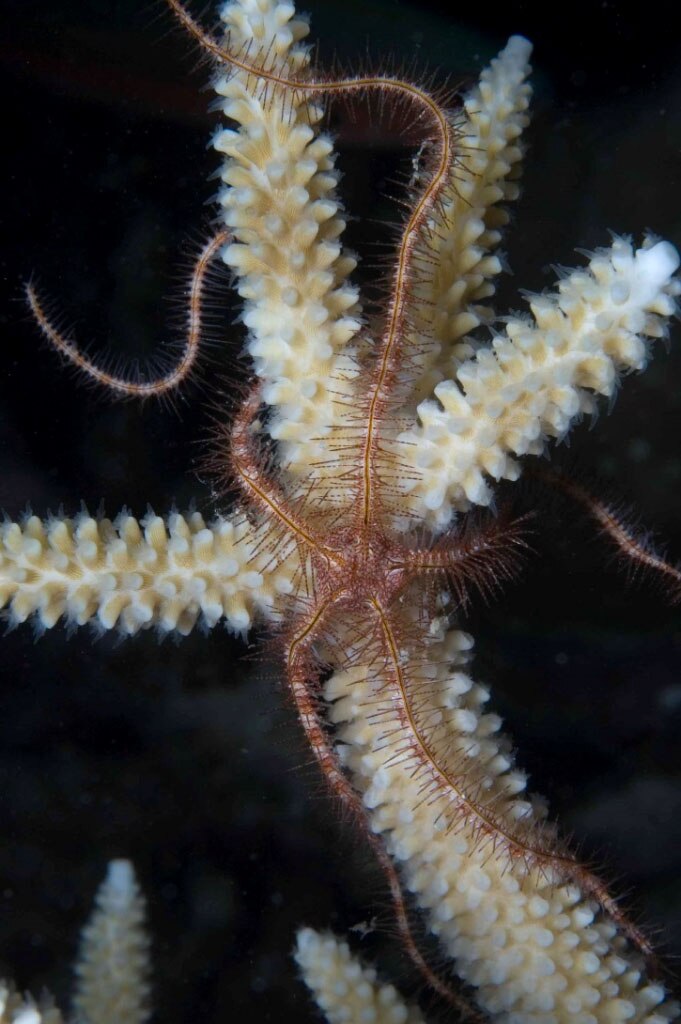 Global map of sea stars a landmark for conservation efforts in deep sea ...