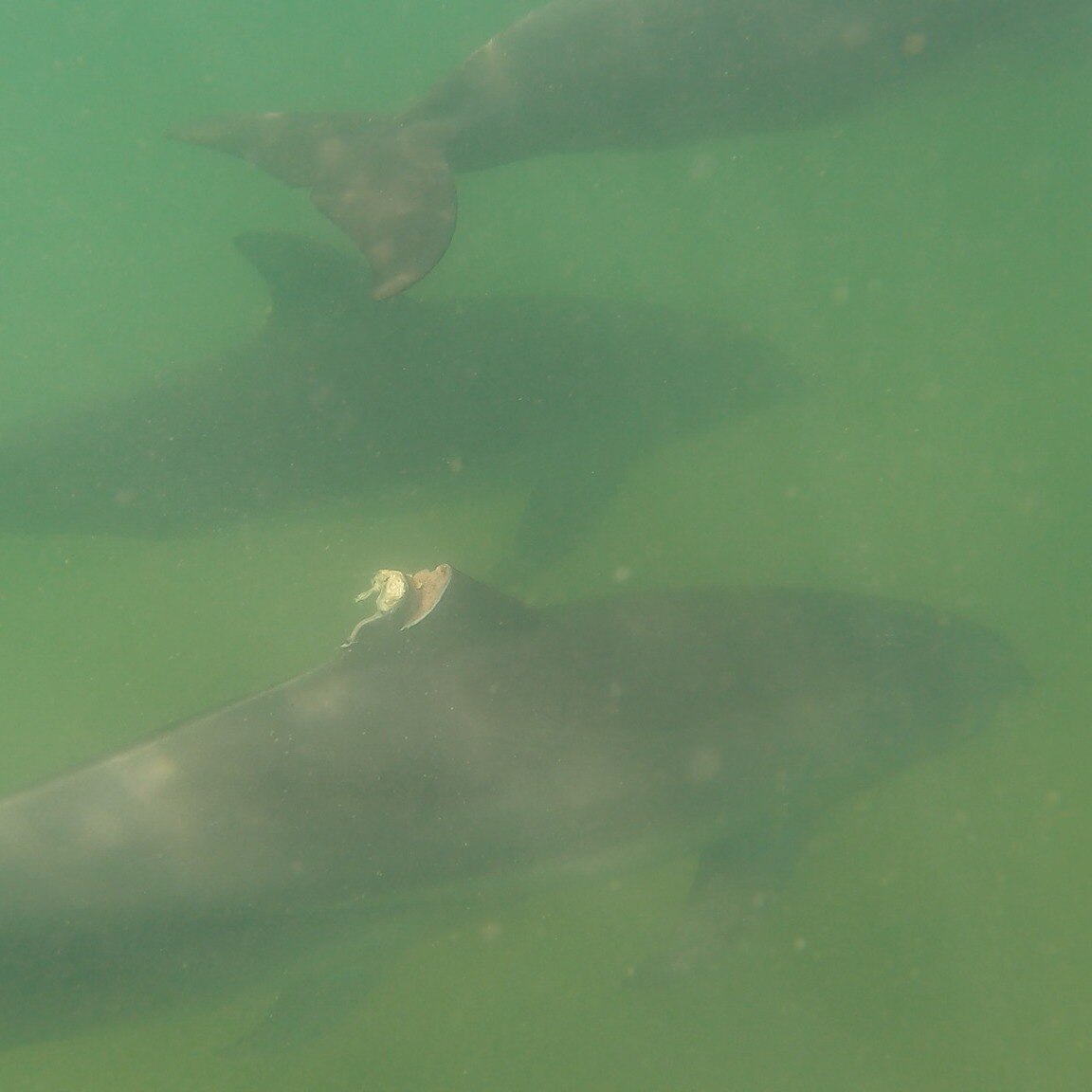 Dorsal fin injuries sustained by dolphins in Bunbury, WA, worry ...