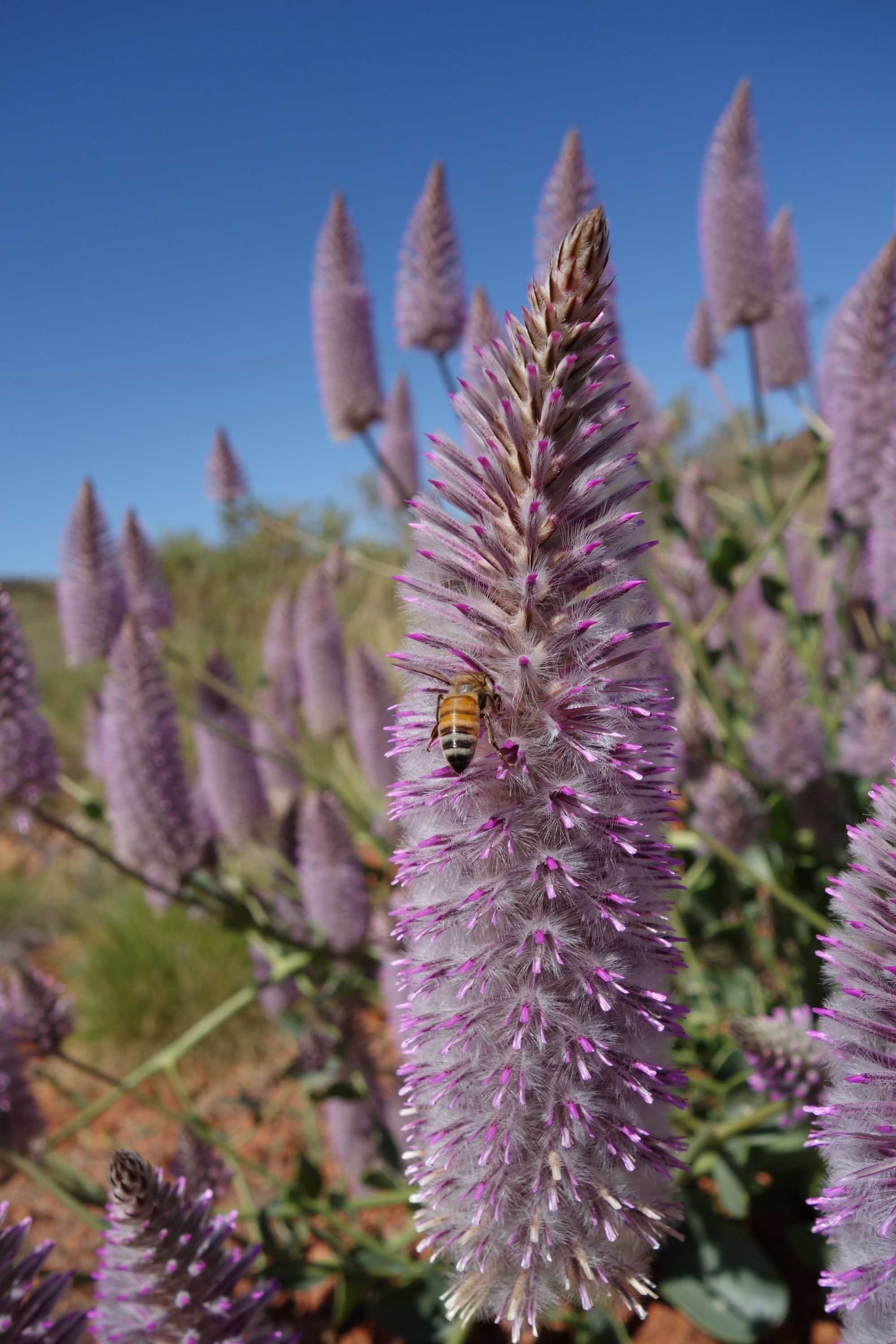 Amateur photographers draw on love of Pilbara landscape for first club ...