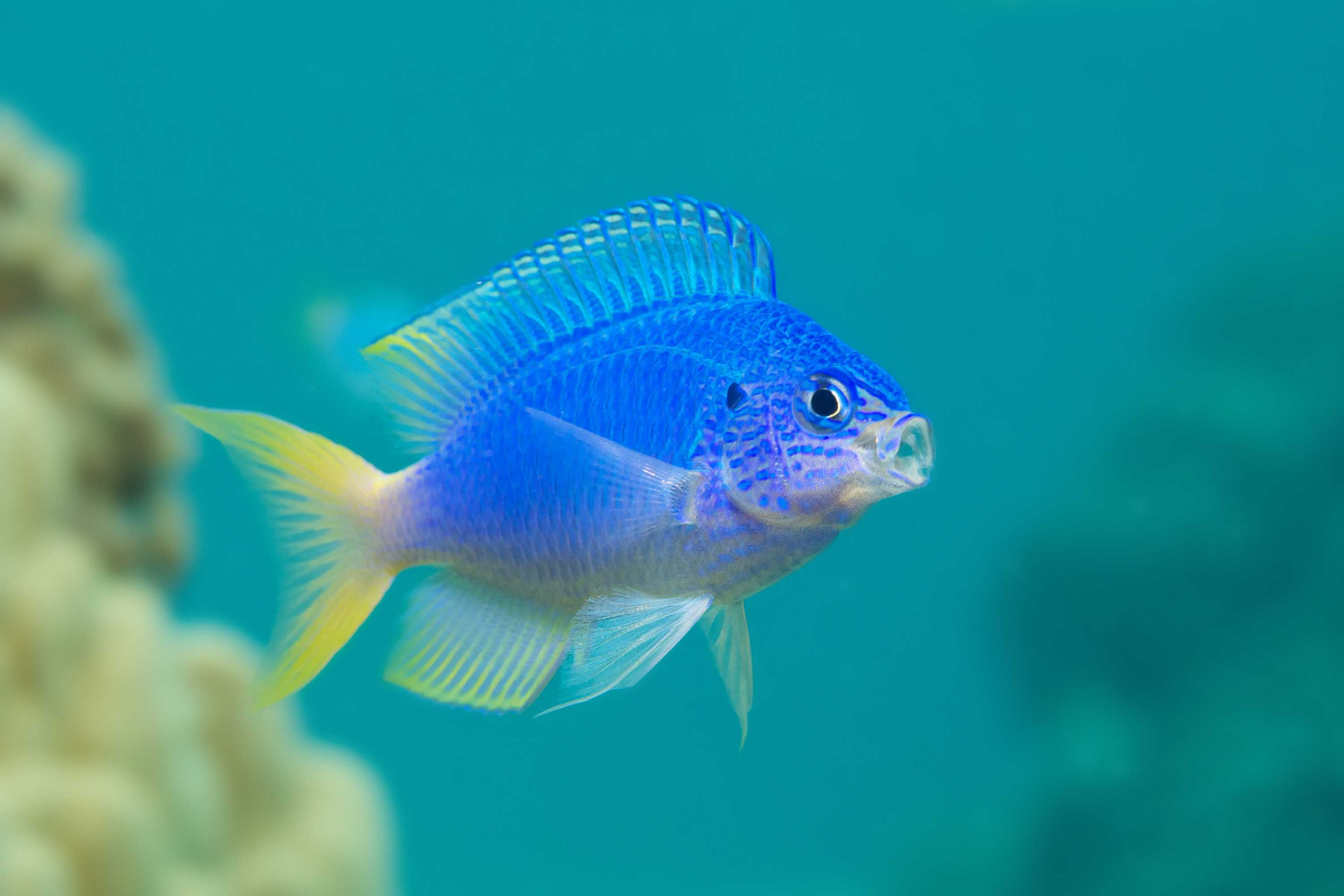 The superfish challenge: Michael Phelps vs real fish - ABC News