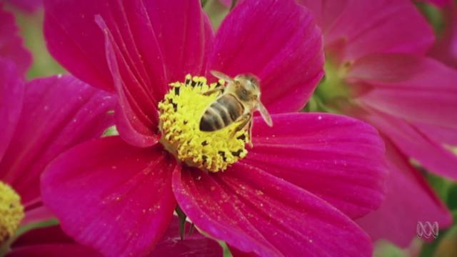 Nano: Why do bees boogie? - ABC Education