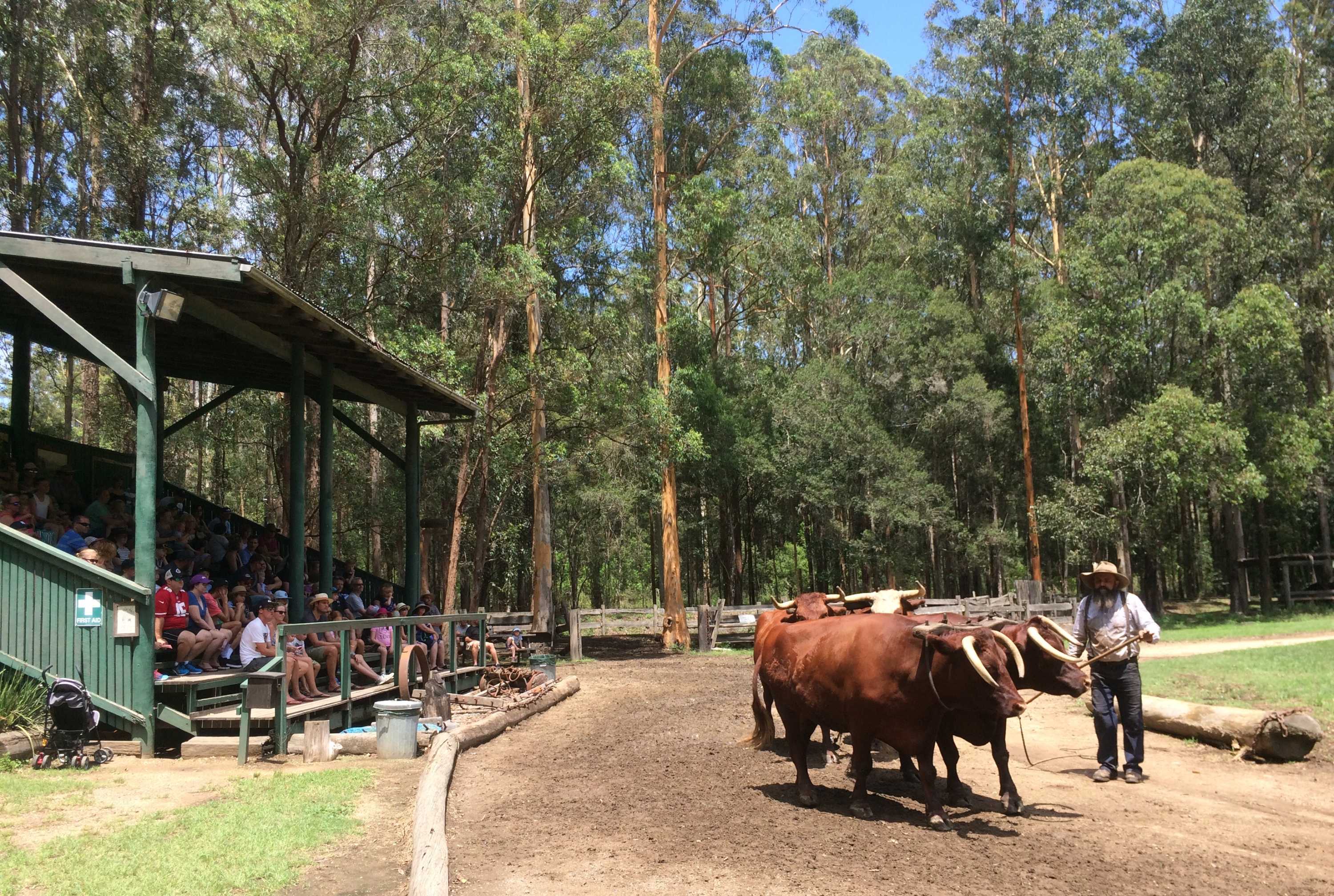 Bullocks teams of yesteryear not forgotten as part of Australia's bush ...