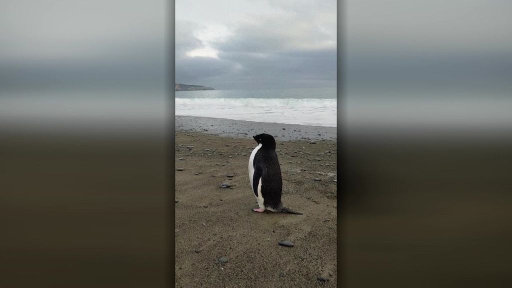 Antarctic penguin 'Pingu' travels 3,000 kilometres from natural habitat ...