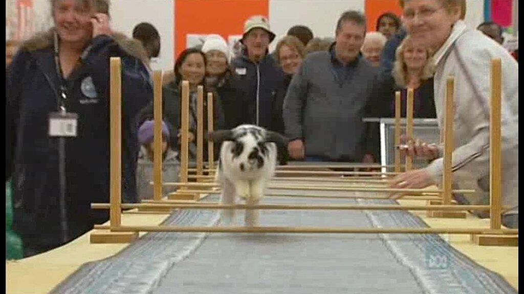 Run rabbit, run - ABC News