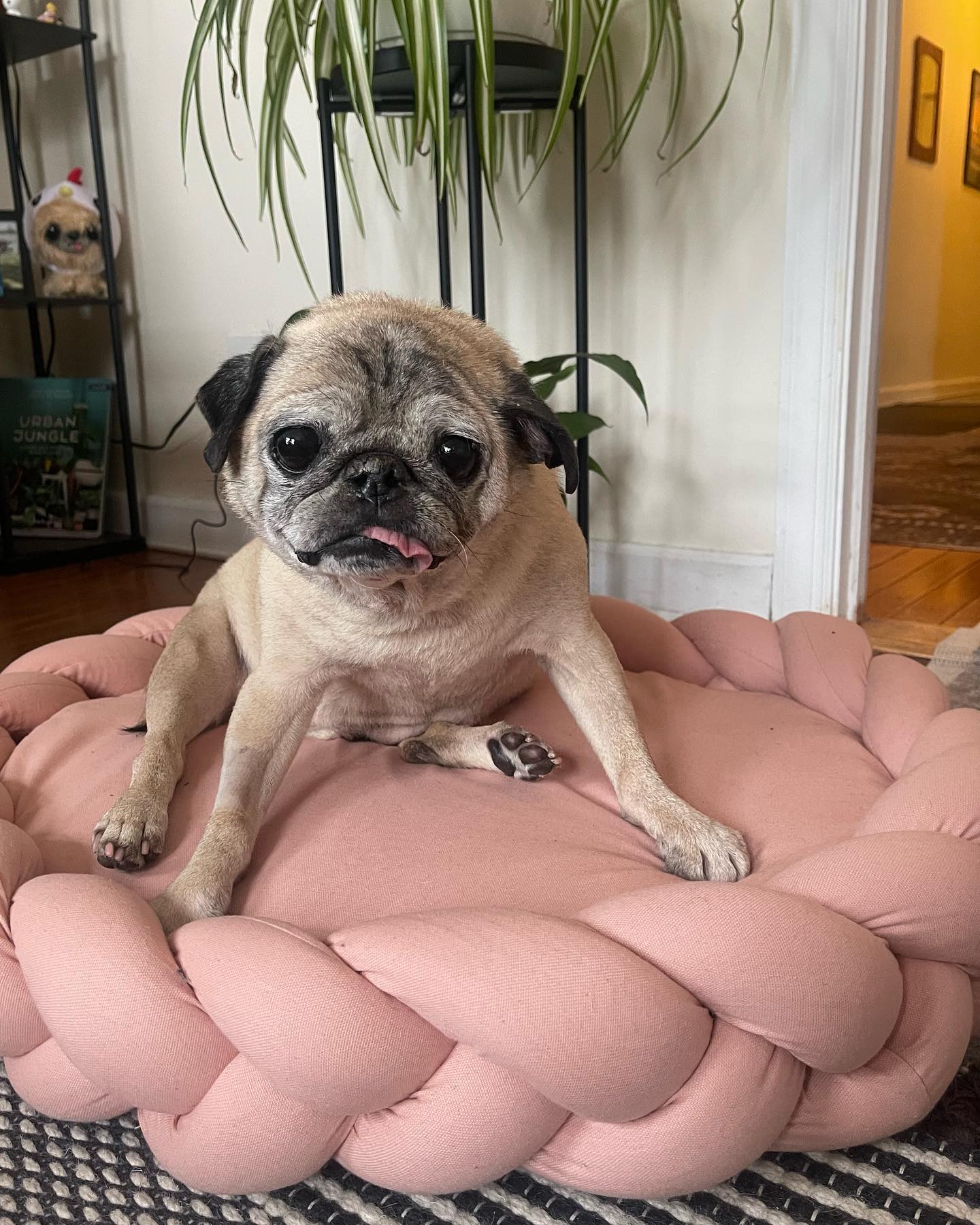 Noodle the 'no bones day' TikTok pug who went viral has died - ABC News