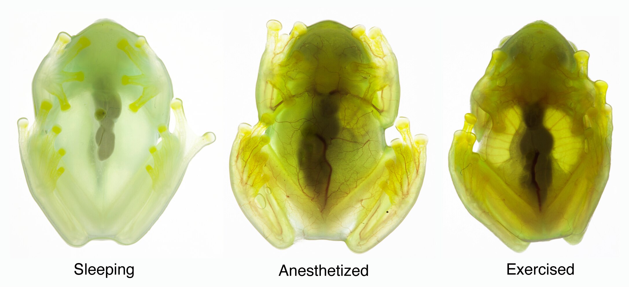 Scientists reveal secrets of northern glass frogs' transparency - ABC News