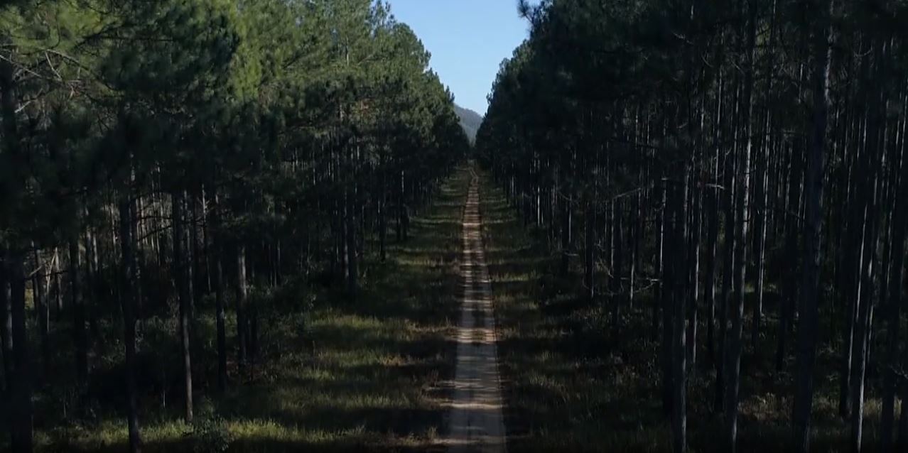 Pine tree plantation - ABC News